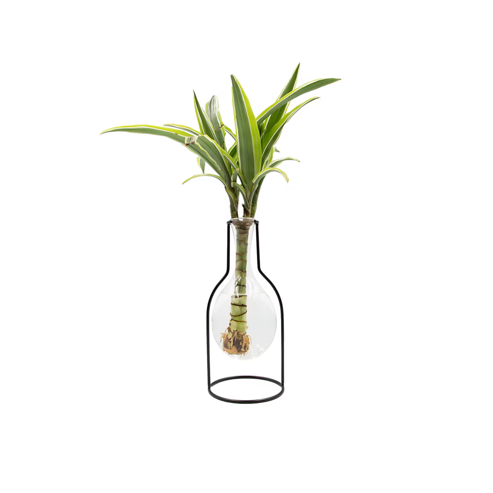 Pendulum Plant – The Good Pour
